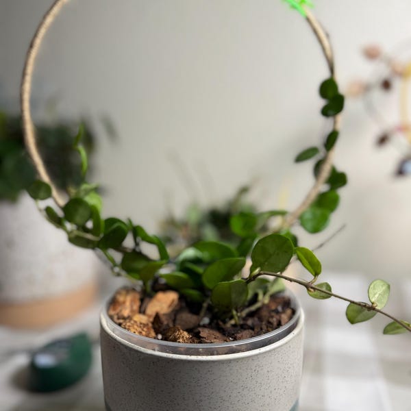 Hoya Mathilde Splash | Live Indoor & Outdoor Tropical House Plant ...