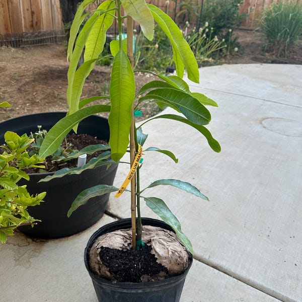 Cat Saigon Thai Mango TREE GRAFTED (2-4 Feet Tall). Ship to All States ...