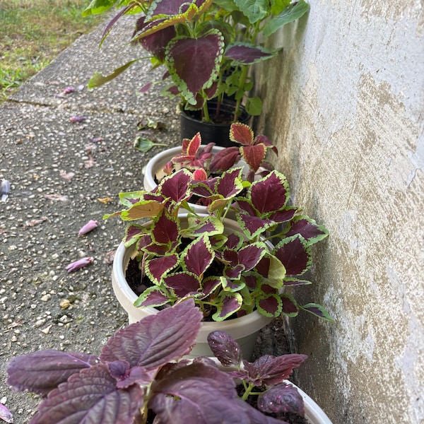 Giant Chocolate Coleus, Palisandra Exhibition Seeds, Indoor Shade Plant ...