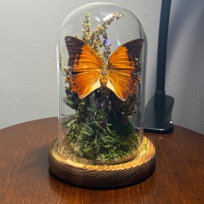 Extra Large Butterfly Dome 3 Black Butterflies Real Preserved Taxidermy ...