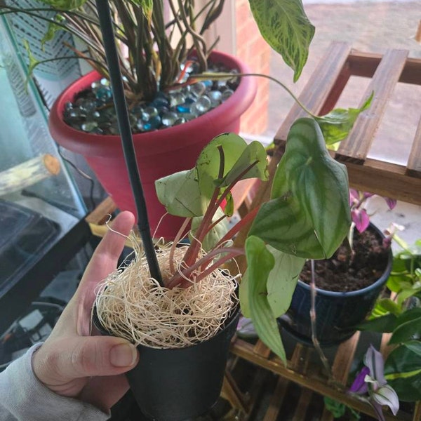 FOSTER 4-pack LIVE 4 Inch Kalanchoe, Blooming Houseplant, Gardening ...