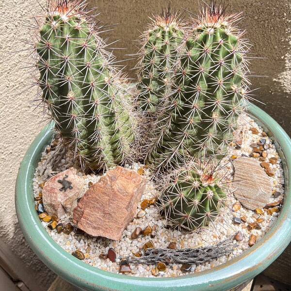 Acacia Tree Seed Assortment 10 Diff. Packs of 25 Seeds Ea. - Etsy