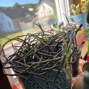 Mini Joshua Tree Succulent 4 Pot Thick and Full Sedum - Etsy