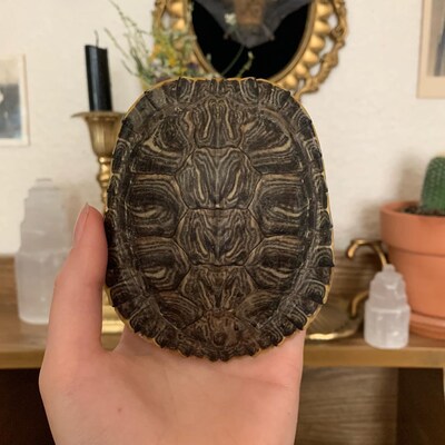 Red Eared Slider Turtle Shells 3 4 Inch CHOOSE Your QUANTITY TU22 - Etsy
