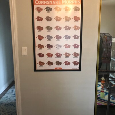 Cornsnake Morph Posters - Etsy