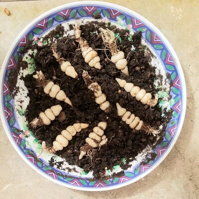 Chinese Artichoke Live Tubers / Roots AKA Crosnes, Betony, Gan Lu Zi ...