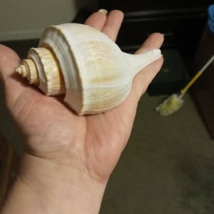 Fulgoraria Rupestris Volute Voluta Shell 4-1/2 - Etsy