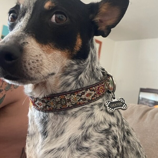 Adorable Turkey Dog Collar, Checkered, Fall, Seasonal, Thanksgiving, 1 ...