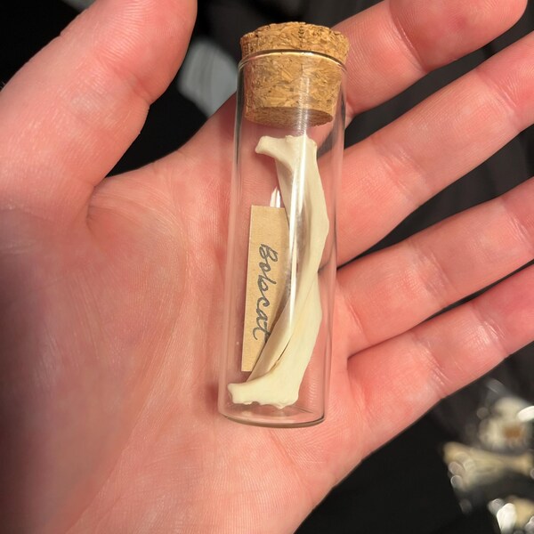 Real Moose Pellet in Glass Vial, Moose Poop, Animal Dung, Weird Gift ...