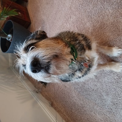 Star Trek Picard Number 1 Pet Tag - Etsy