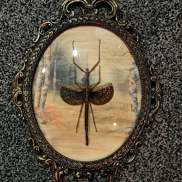 Bronze Metallic Scarab Horned Beetle Real Insect Bug Taxidermy Craft ...