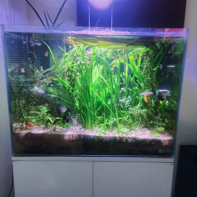 25 Bunched Ceramic Ringed Live Aquarium Aquatic Fish Tank - Etsy UK