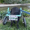 Floral Wheelchair Mobility Scooter Walker Elderly Custom Mini Aluminum ...