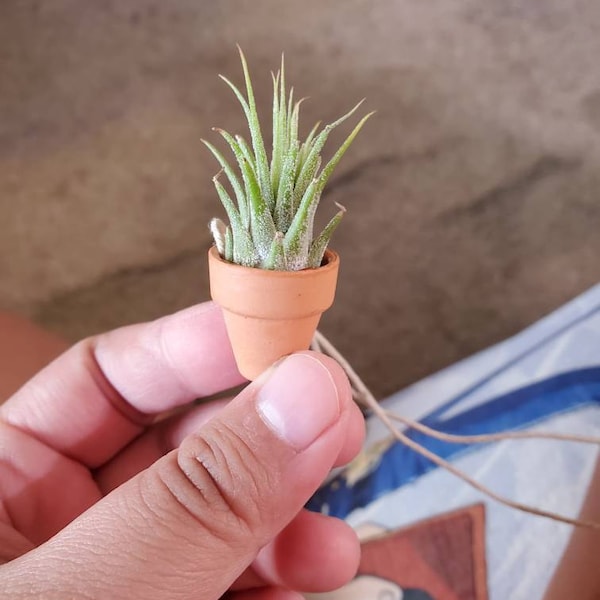 Mini Altar Tins With 20-minute Meditation Candles - Etsy