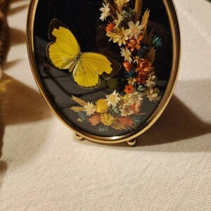 Extra Large Butterfly Dome 3 Black Butterflies Real Preserved Taxidermy ...