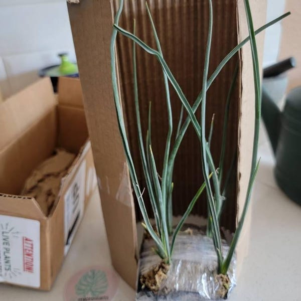 4 Pack: Kangaroo Paw A.K.A. Anigozanthos 'bush Ranger' | Drought ...