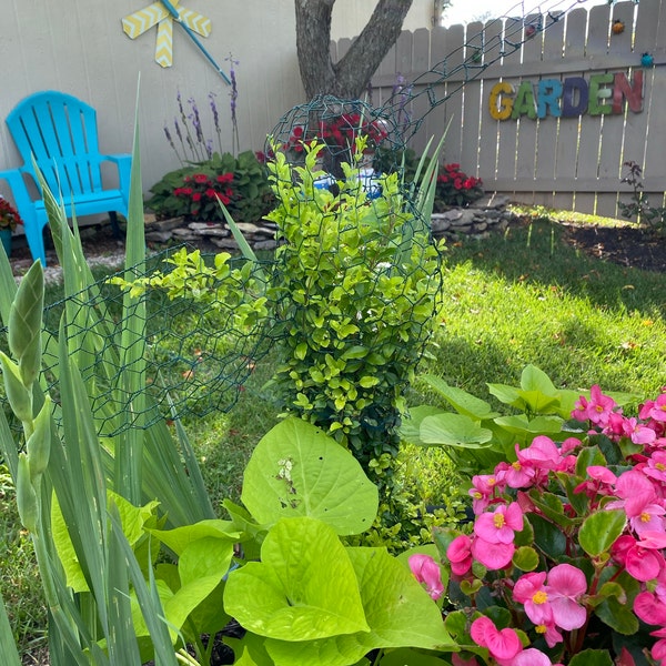 Boxer Topiary Frame - Etsy