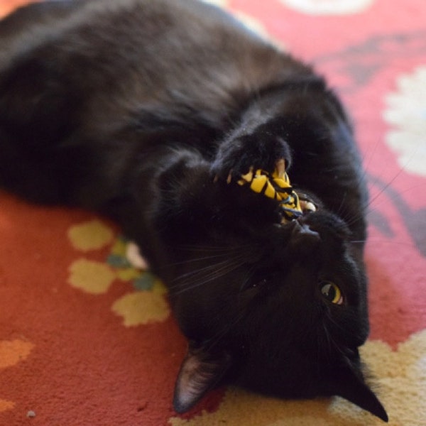 Organic Catnip Drops: Cotton Fabric Cat Toys, 10 per Pack - Etsy