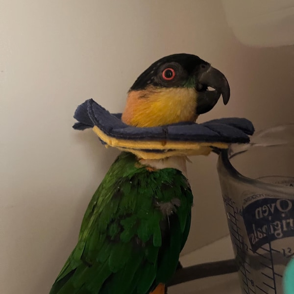 Vest E-collar Jacket for African Grey Parrots That Pluck & Pick ...