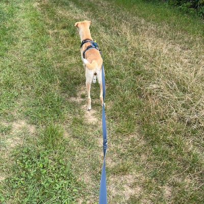 Set of 4 Formula 1 Cars, Pictograms in Png, Svg, Eps and Dxf, Clipart ...