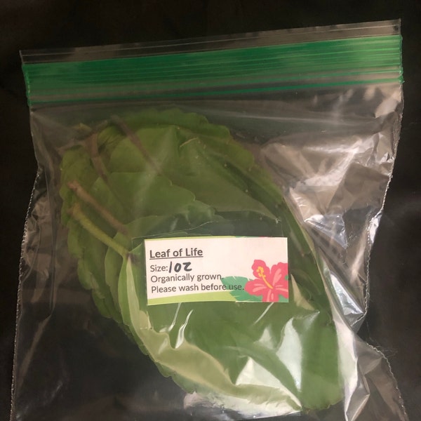 Leaf of Life - Bryophyllum Pinnatum - Kalanchoe Pinnata - Plant LEAVES ...