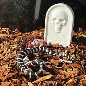 High Detail Human Skull Container Goth Storage Solution - Etsy