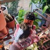 Baltimore Oriole Written Crochet Pattern | Realistic Garden Bird ...
