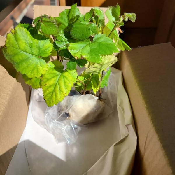 5 Prime Ark Freedom Blackberry Plant Thornless Rubus Starter Plant ...