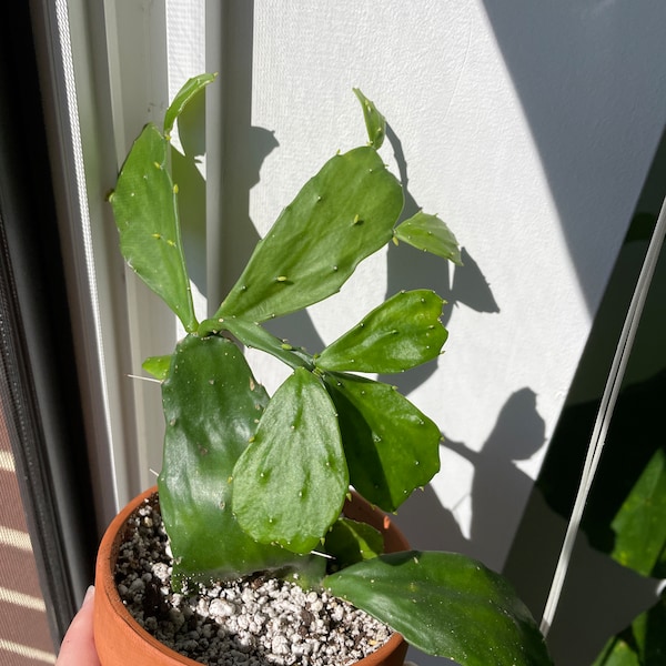 Mini Nopalea Cochenillifera ‘cochineal Nopal’ Green Cactus Rare ...