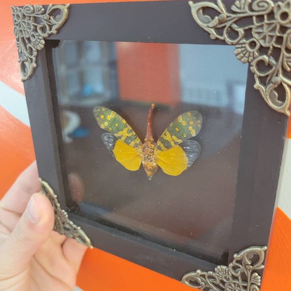 Real Framed Green Rhomborhina Scarab Beetle Bug Insect Shadow Box ...