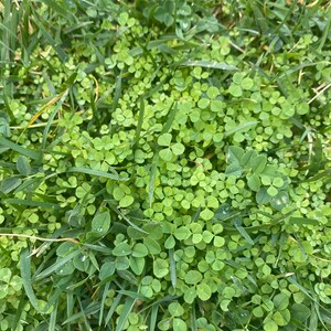 1 Ounce 10000 Seeds Indian Ricegrass Rice Grass Ornamental - Etsy