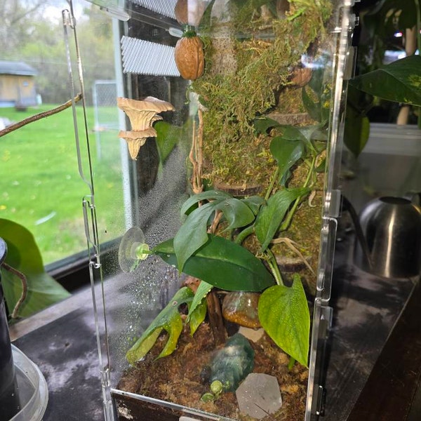 3D Printed Oyster/djamor Fungi Platform and Hide Jumping Spider Decor ...