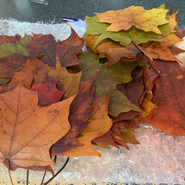 Preserved Maple Leaves. CHOOSE Your AMOUNT. Fall Decor, Wedding Decor ...