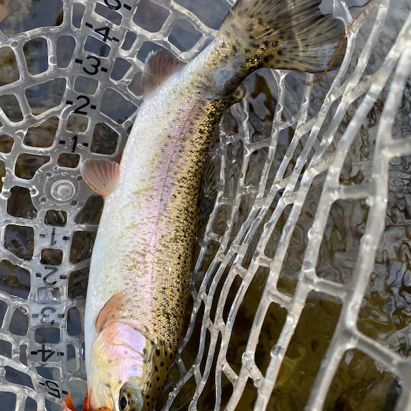 4 - Chocolate Midge Emerger. Midges and Emergers. Foam Wing. Fly ...