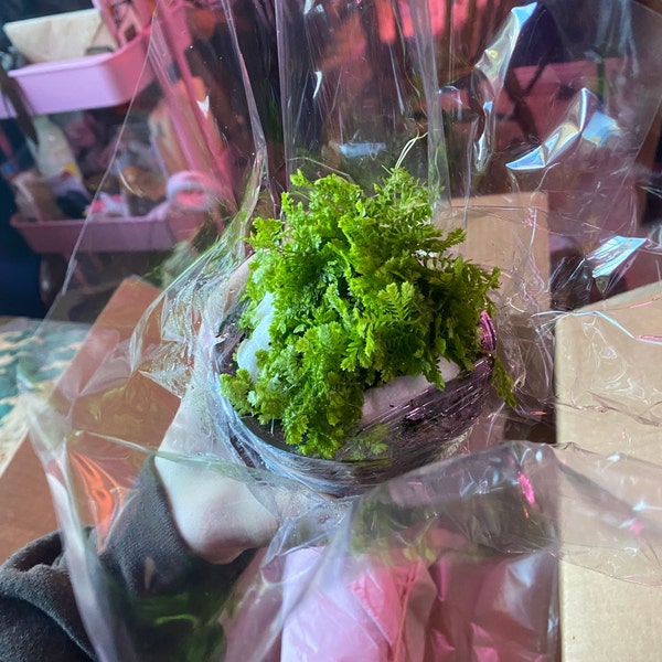 Golden Club Moss Fern Plant Live Moss Lime Green Spike Moss ...