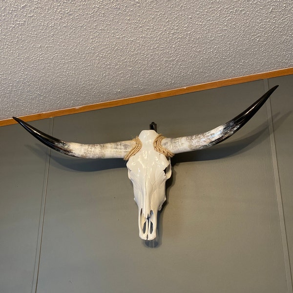 STEER Cow Skull Texas Skull Mounted Polished Horns 434 - Etsy