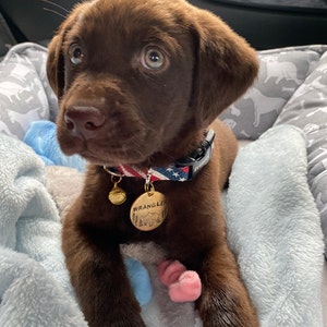 Alpine Saddle Tag & Bridle Tag Combo Pet ID Tag/ Bridle Tag/ | Etsy