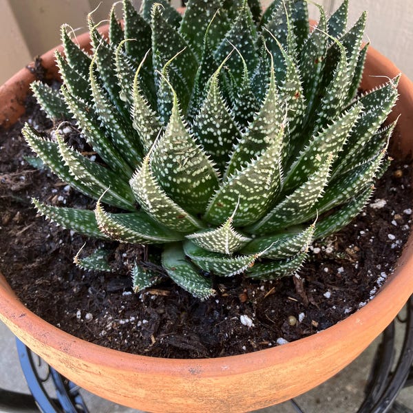 6" 'lace Aloe'- Aloe Aristata - Etsy