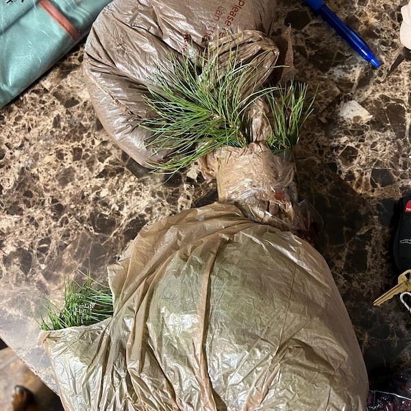 6+ Red Spruce Tree Seedlings From Maine - Etsy