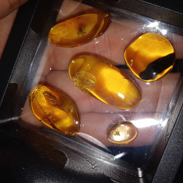 Baltic Amber Inclusion 9794 Nice Spider More Inside in Large Amber ...