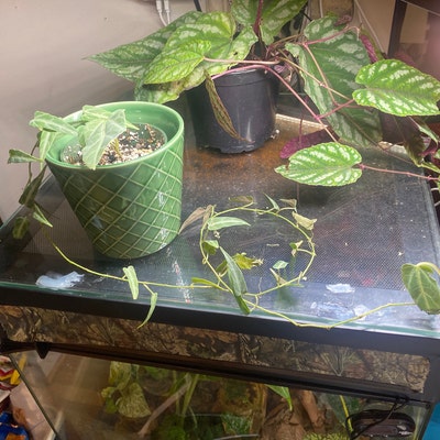 Cissus Discolor Javana Climbing Rex Bogonia 8 Inch Hanging - Etsy