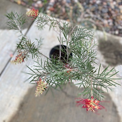ONE Protea Brenda Live Rooted 1gal Potted Plant - Etsy