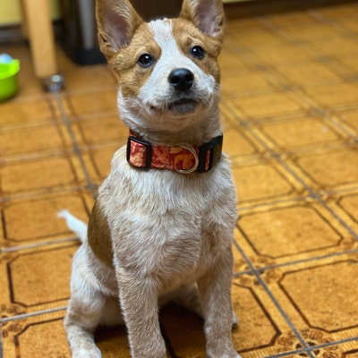 Cute but Psycho Dog Collar, Funny Dog Collar, Adjustable, Washable, Eco ...