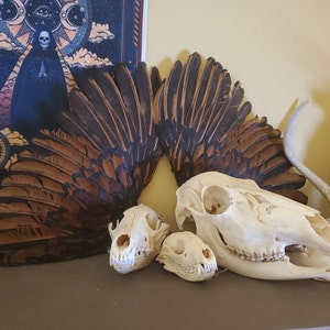 20 Real Deer Dew Claws Hooves Foot Native American Beads Art | Etsy