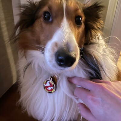 Binx is My Boo SVG - Etsy