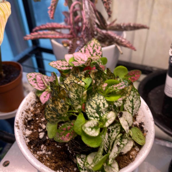 Hypoestes Mix “color Splash” Starter Plant **(ALL Plants Require You to ...