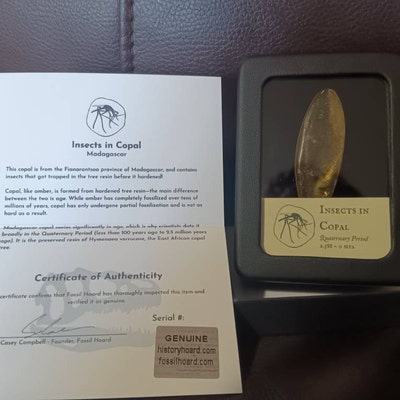 Insects in Copal, Quaternary Period, up to 2.5 Million Years Old - Etsy