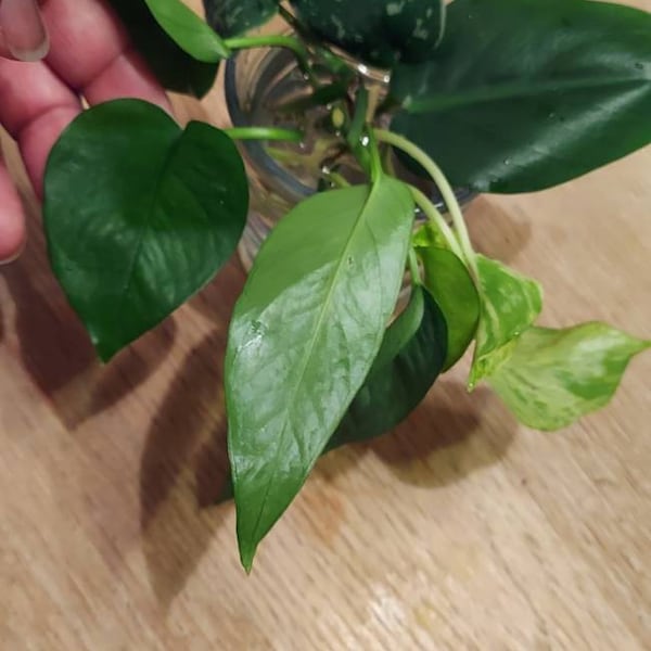 Pothos Kit - Ready to Grow Pothos - Pothos Variety Pack - 2 Leaf/2 Node ...
