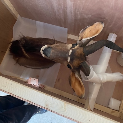 African Springbok Life-size Full Body Taxidermy Mount GB4130 - Etsy