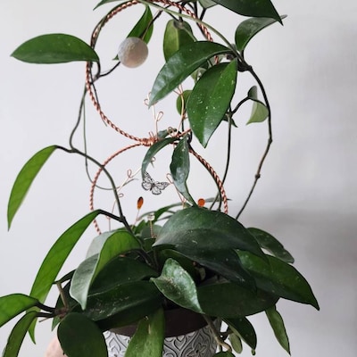 Twisted Copper Flamingo Hoop Trellis Hoya Trellis Circle Trellis ...